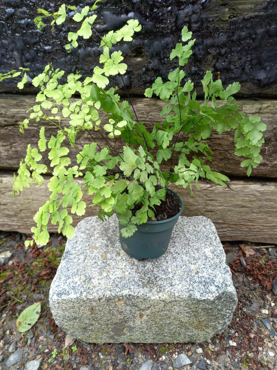 1 x Maidenhair fern (Adiantum raddianum) established potted plant ...