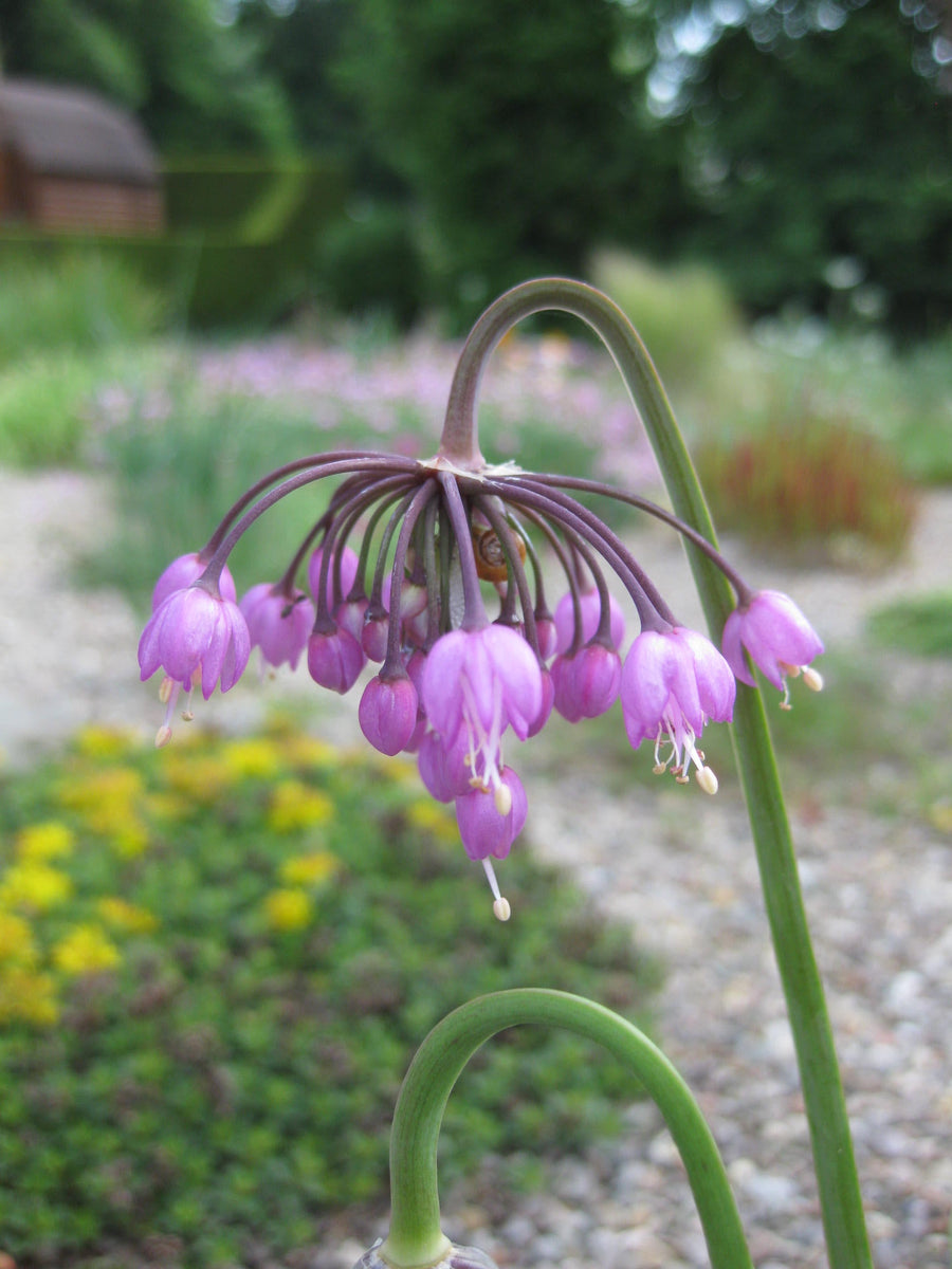 20 x Beautiful purple Allium cernuum 'Nodding Onion' hardy perennial s ...