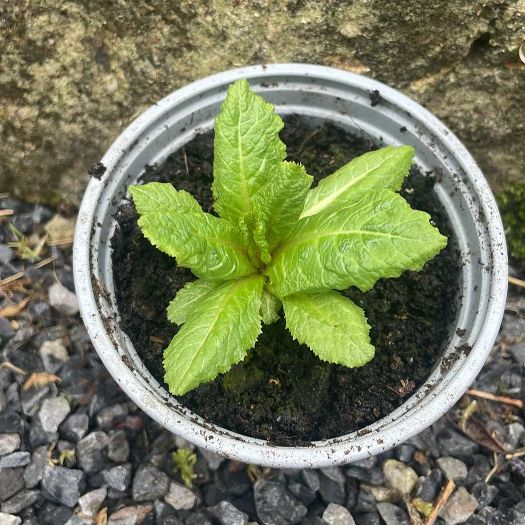 3 x Primula Japonica (Japanese Primrose) mixed perennial bare root pla ...