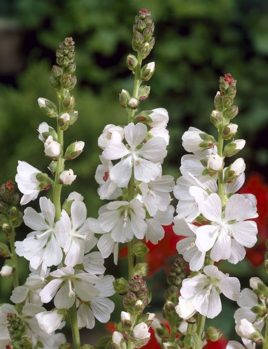 50 x Pretty Prairie Mallow 'Bianca' (Sidalcea Candida) hardy perennial ...