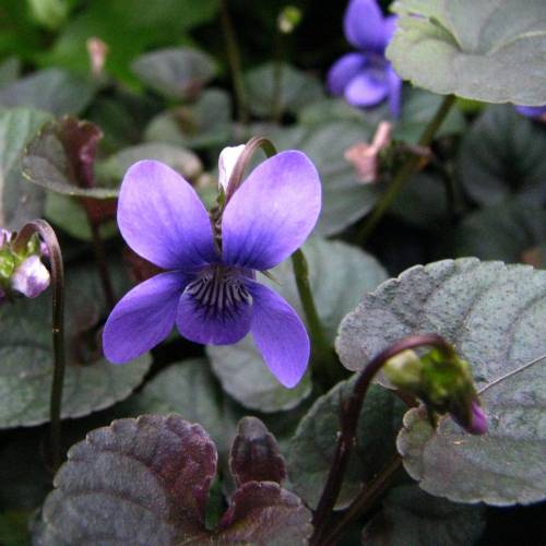 20 x Purple Labrador Violet (Viola labradorica) hardy perennial seeds ...
