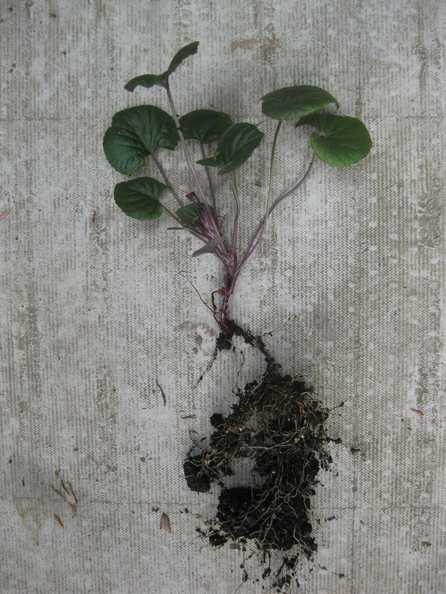 6 x Purple Labrador Violet (Viola labradorica) young bare root wild pl ...