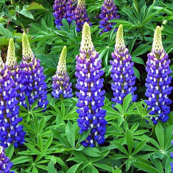 20 x Lupin Russell 'The Governor' perennial blue & white plant seeds ...