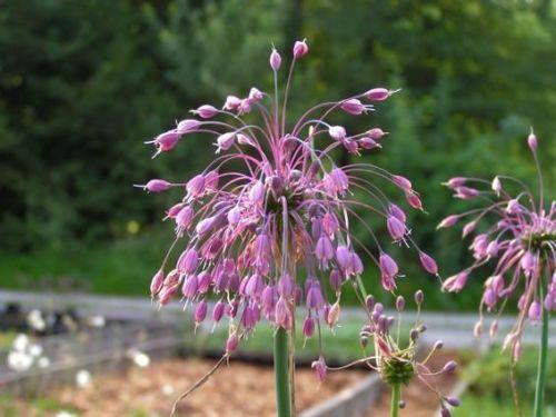 20 x Purple 'Allium Carinatum ssp pulchellum' 'Keeled garlic' seeds ...