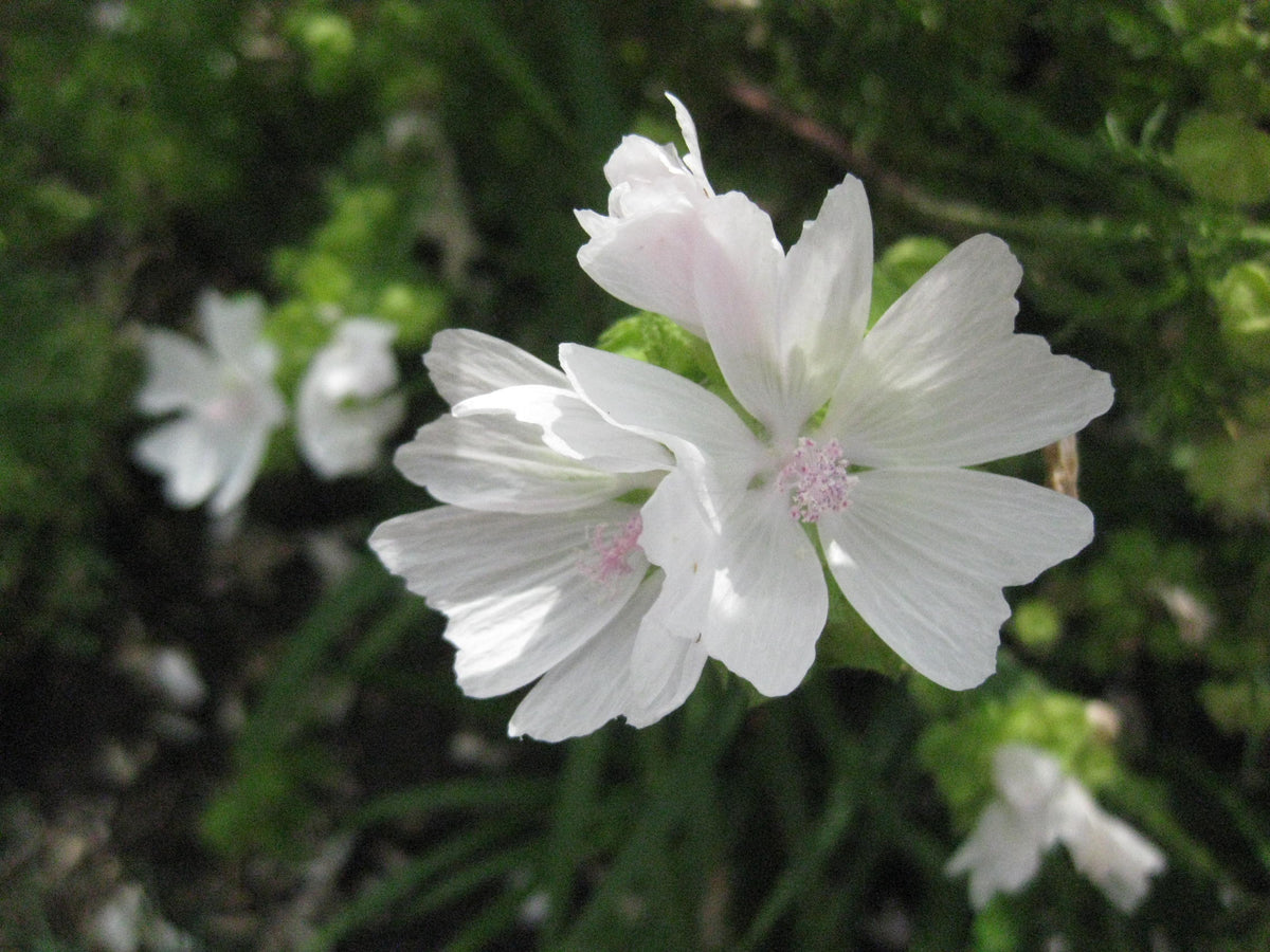 30 x White Musk Mallow (Malva Moschata Alba) fragrant cottage perennia ...