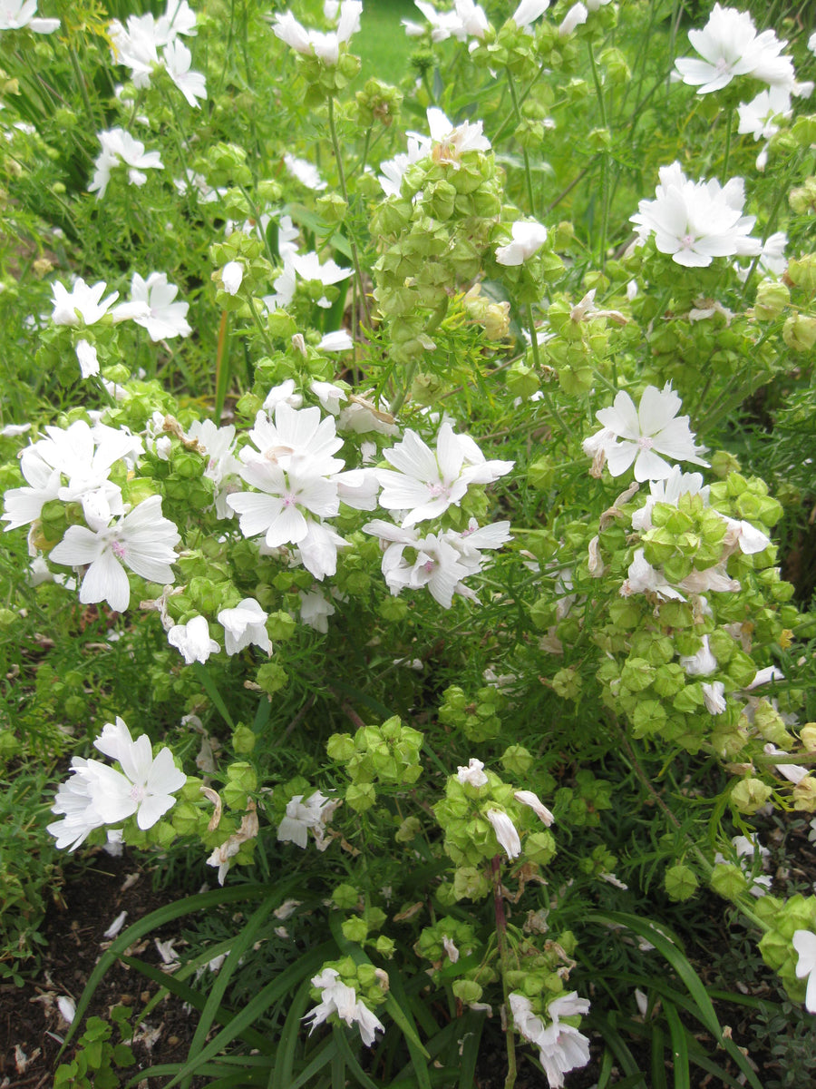30 x White Musk Mallow (Malva Moschata Alba) fragrant cottage perennia ...