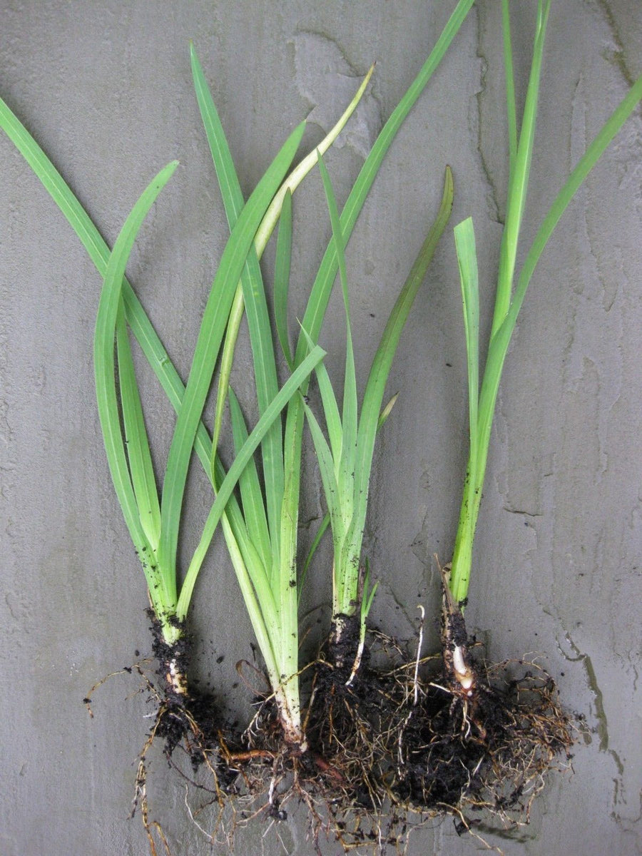 8 x Red Kaffir Lily 'Major' (Hesperantha coccinea) Hardy marginal pere ...